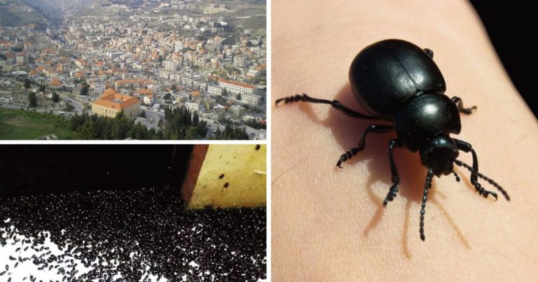 Large swarms of insects invade Lebanon’s Bekaa region – Ya Libnan